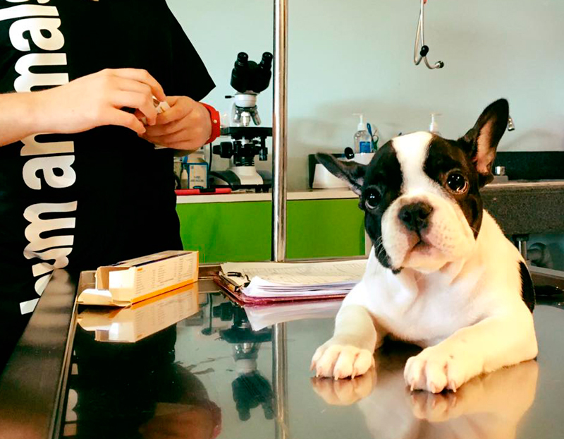 ¿Por qué vomita mi perro? 12 causas comunes. | Humanimals